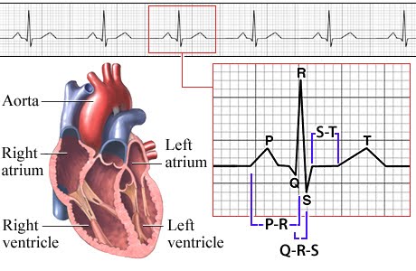 EKG FÁCIL: EL FENOMENO ELECTRICO DEL CORAZON